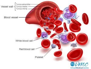 Full blood count (FBC; full blood test; complete blood count; CBC ...