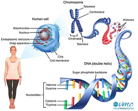 DNA (Deoxyribonucleic Acid) | Healthengine Blog