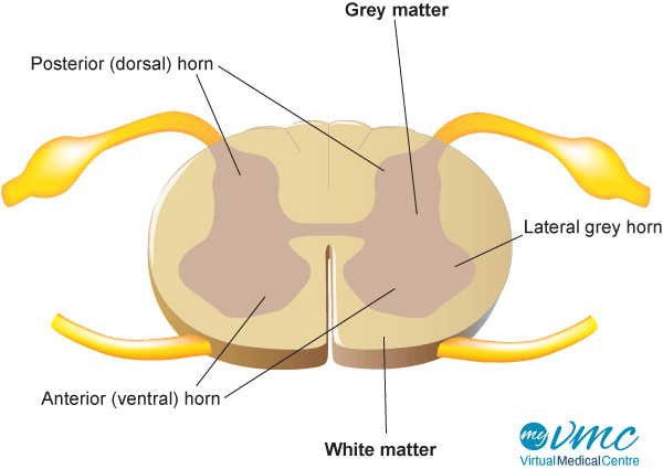 Spinal cord anatomy | Healthengine Blog